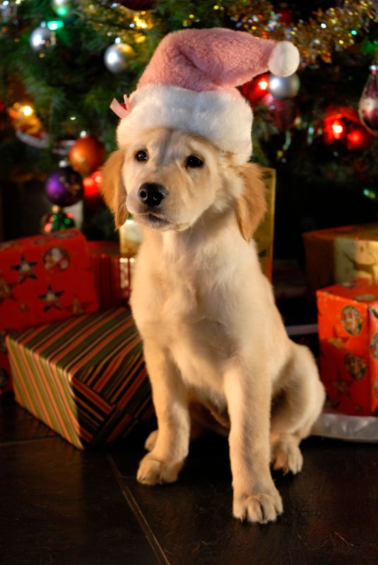 Santa Buddies The Legend Of Santa Paws 2009 Robert Vince santa-buddies-the-legend-of-santa-paws-2009-robert-vince