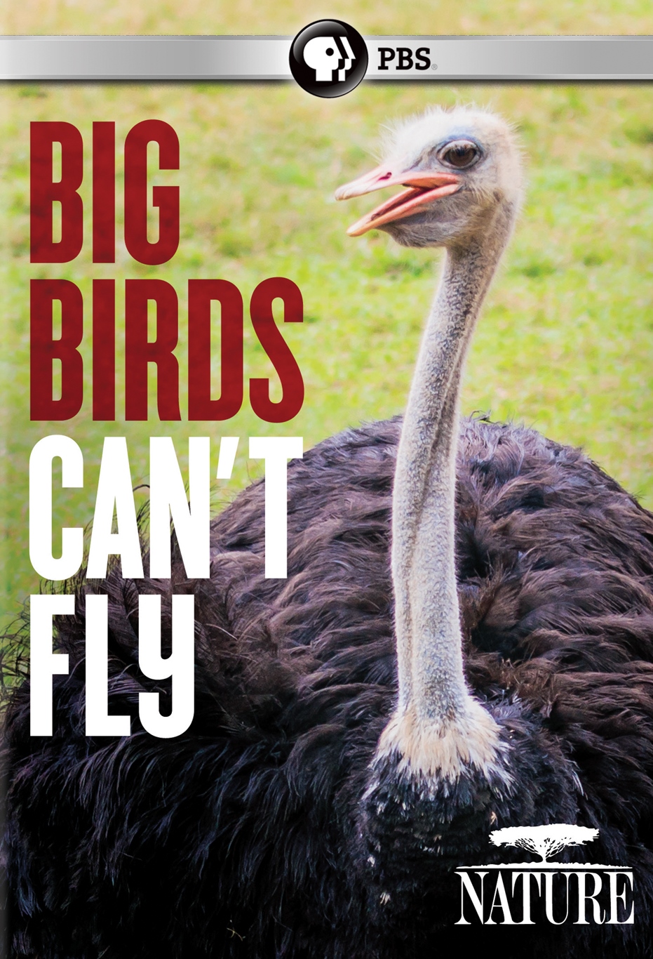 Nature Big Birds Cant Fly 2015 Releases Allmovie