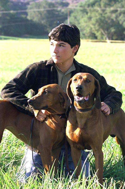 Where The Red Fern Grows Movie Ending