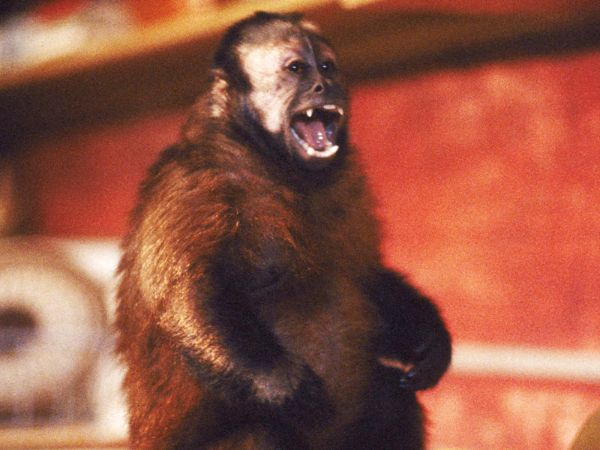 Monkey Shines (1988) - George A. Romero | Synopsis, Characteristics ...