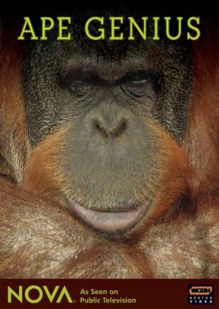 NOVA : Ape Genius (2008) - John Rubin | Synopsis, Characteristics ...