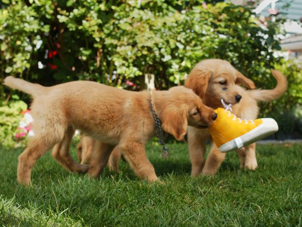 Air Buddies (2006) - Robert Vince | Synopsis, Characteristics, Moods ...