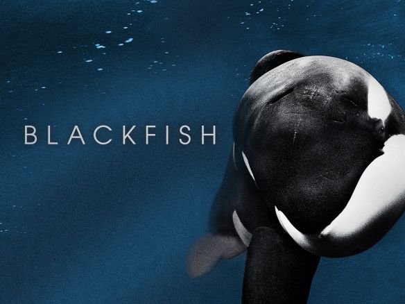 Blackfish (2013) - Gabriela Cowperthwaite | Synopsis, Characteristics ...