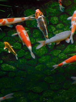 Dream Window: Reflections on the Japanese Garden (1992) - John ...