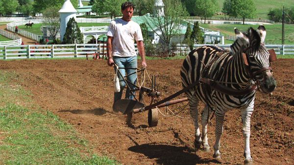 Racing Stripes (2005) - Frederik Du Chau | Cast and Crew | AllMovie