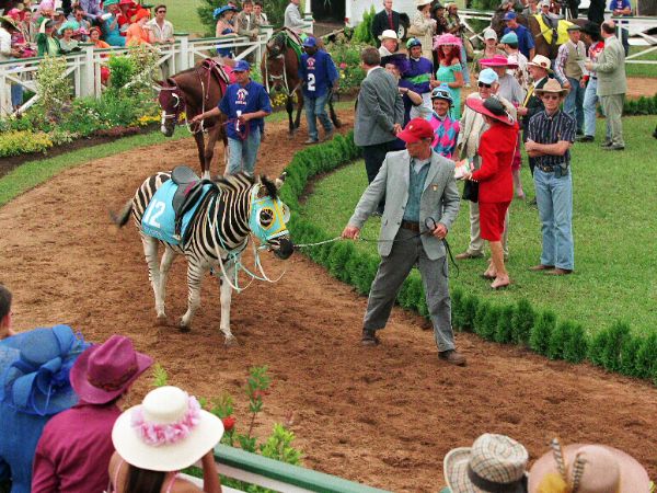 Racing Stripes (2005) - Frederik Du Chau | Synopsis, Characteristics ...