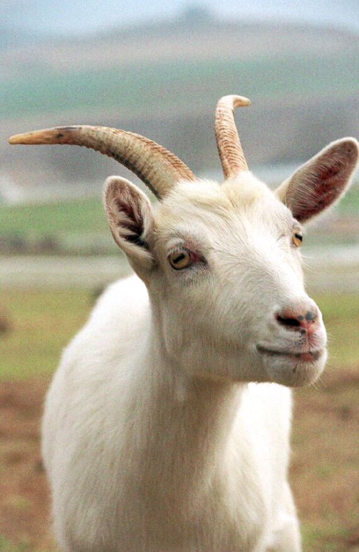 Racing Stripes (2005) - Frederik Du Chau | Synopsis, Characteristics ...